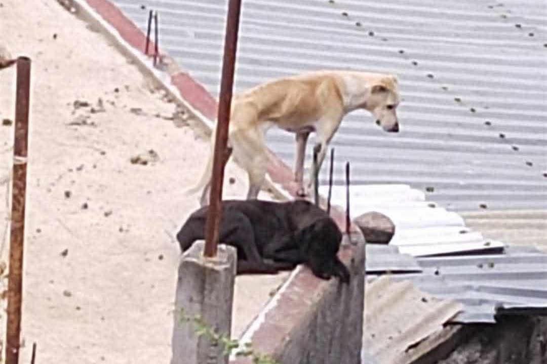 Investiga Fiscalía caso de perros en la azotea en la colonia El Mirador ...